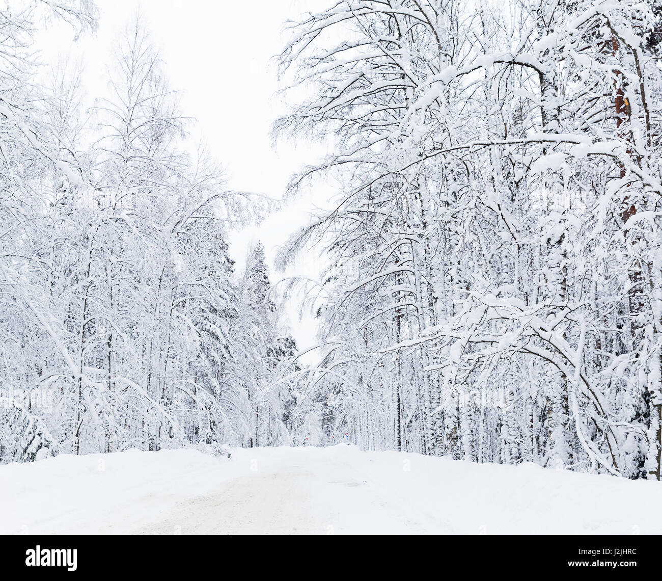 Russian winter forest in snow and ice Stock Photo - Alamy