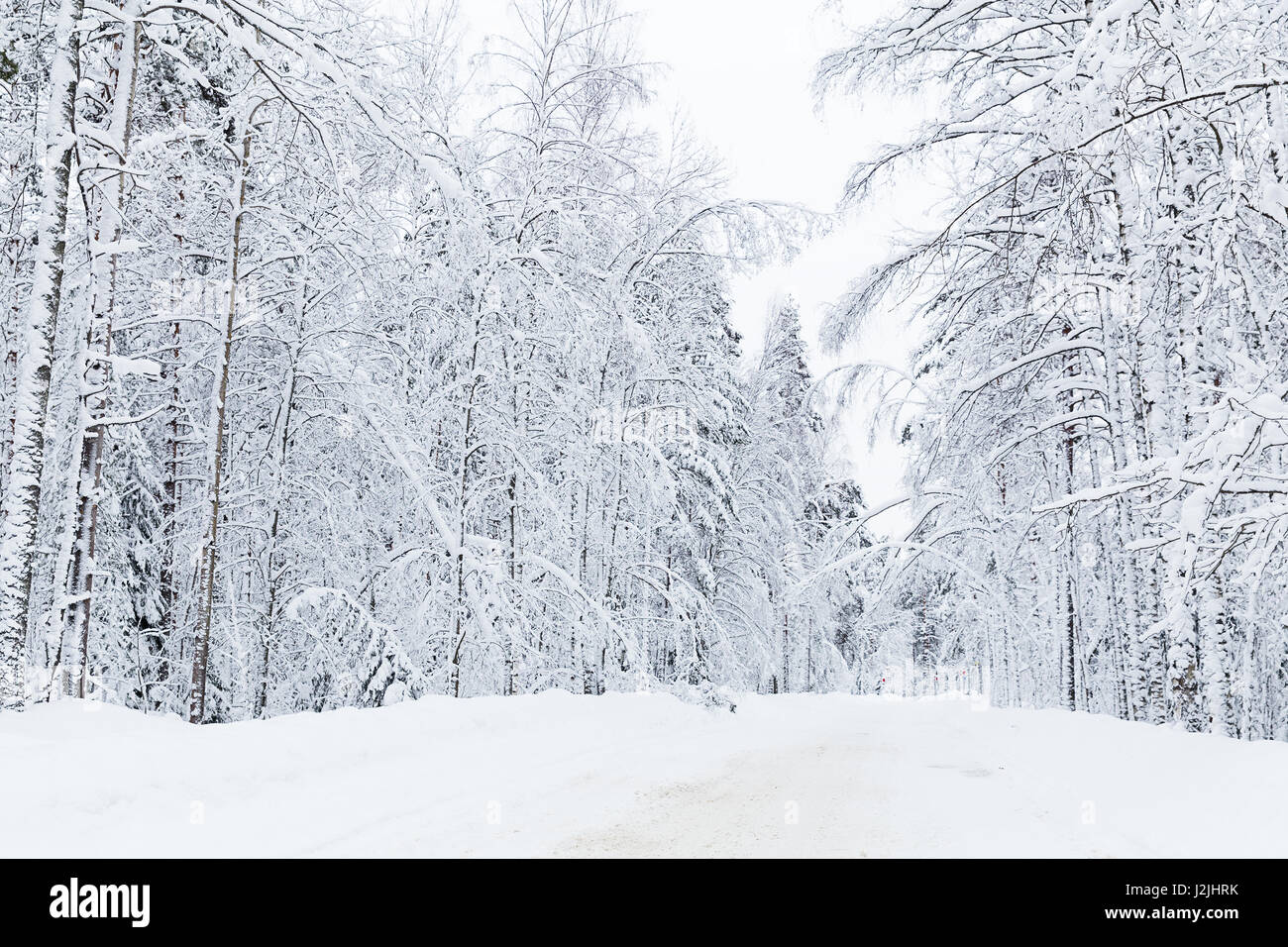 Russian winter forest in snow and ice Stock Photo - Alamy