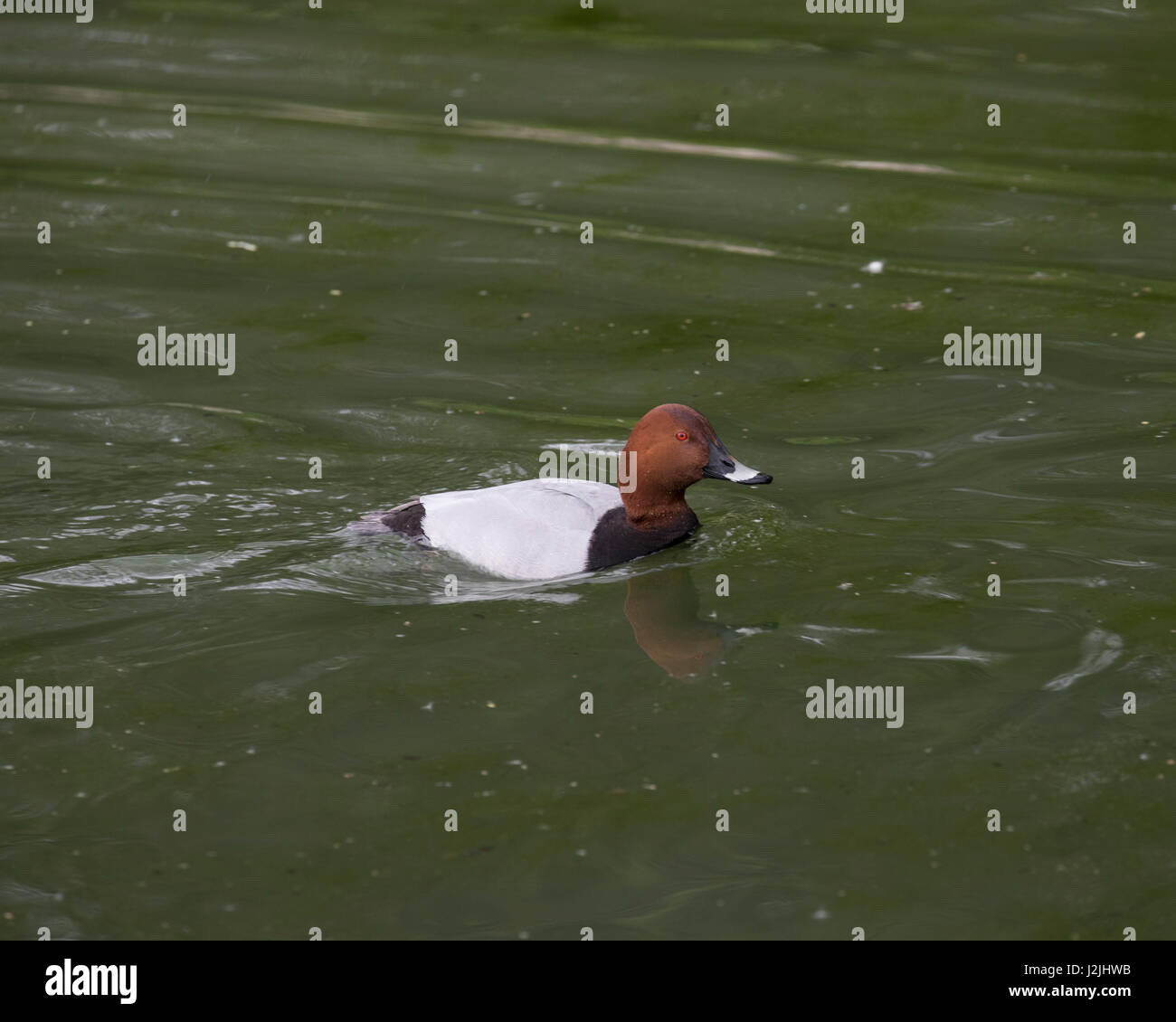 Canvasback duck hi-res stock photography and images - Alamy