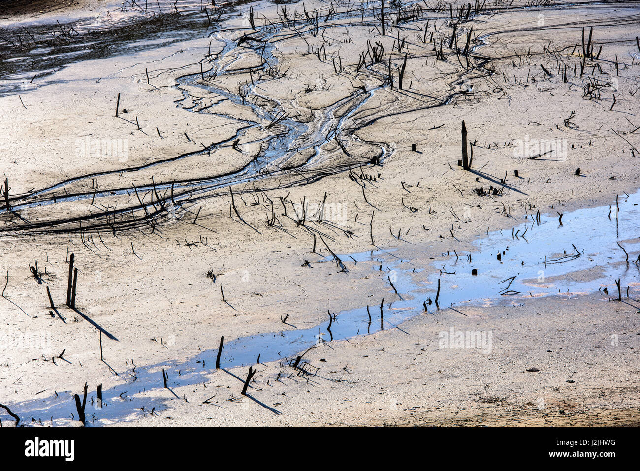 Estuary of small river, mud and sediment. Branches of trees above the ...