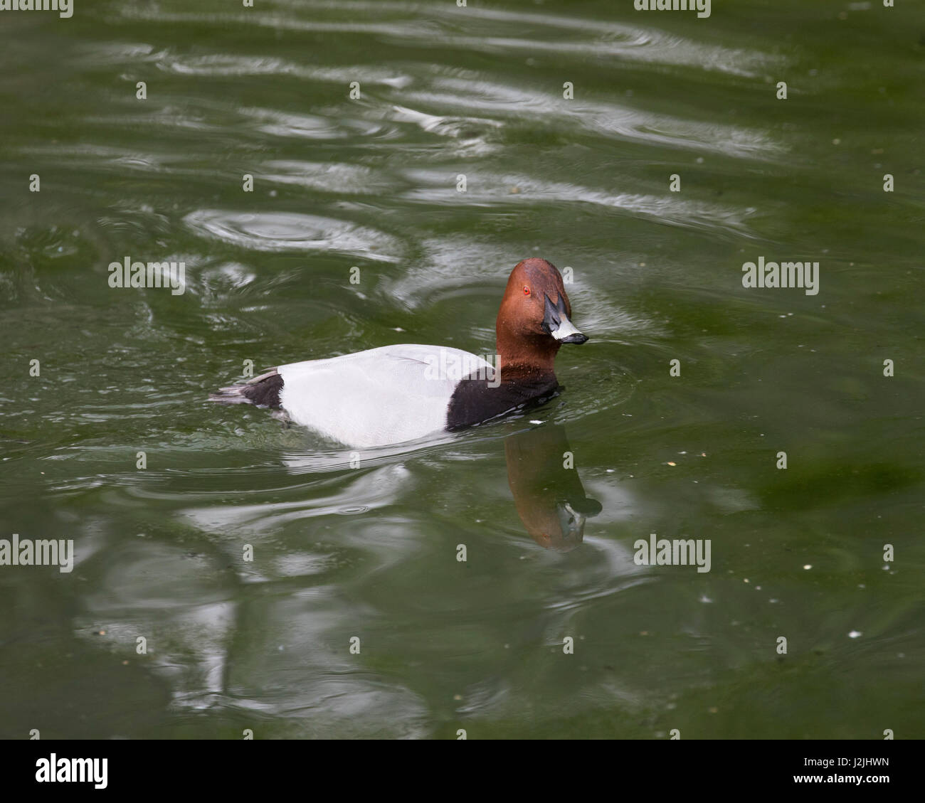 Canvasback duck of USA Stock Photo - Alamy