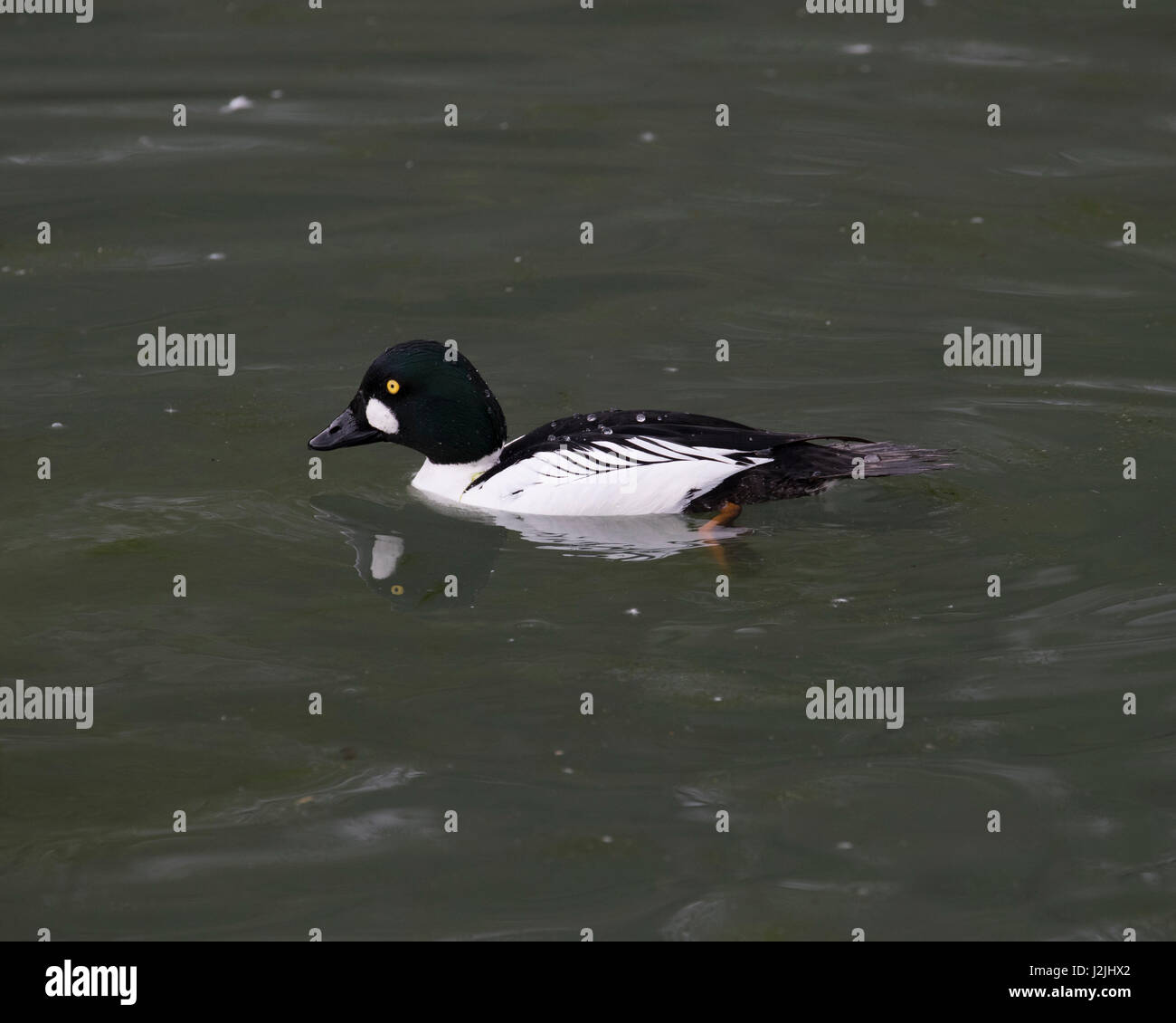 Barrow's Goldeneye sea duck Stock Photo - Alamy