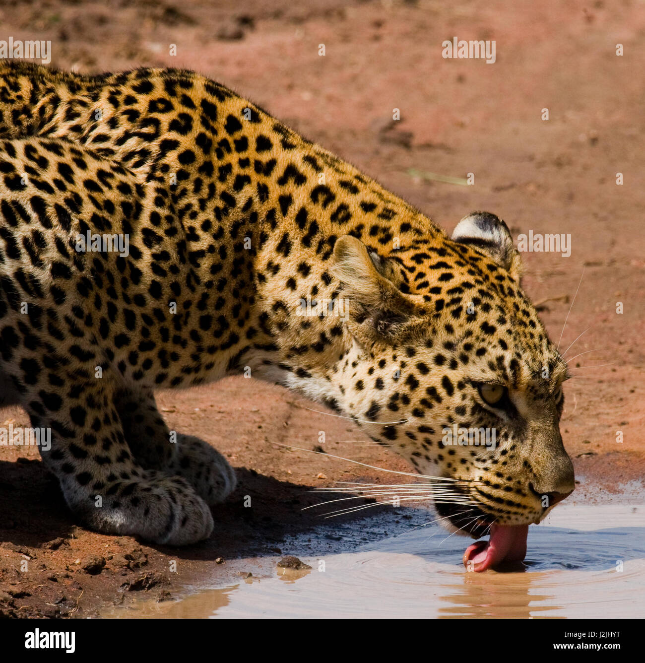 Leopard drinking water from puddles. National Park. Kenya. Tanzania ...