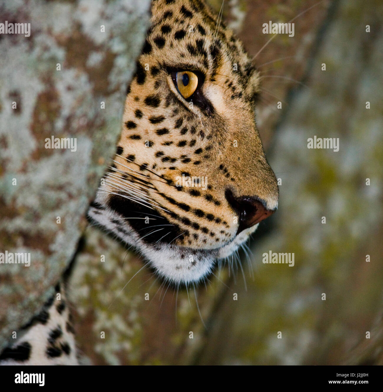 Andrey gudkov Stock Photos & Images from Alamy