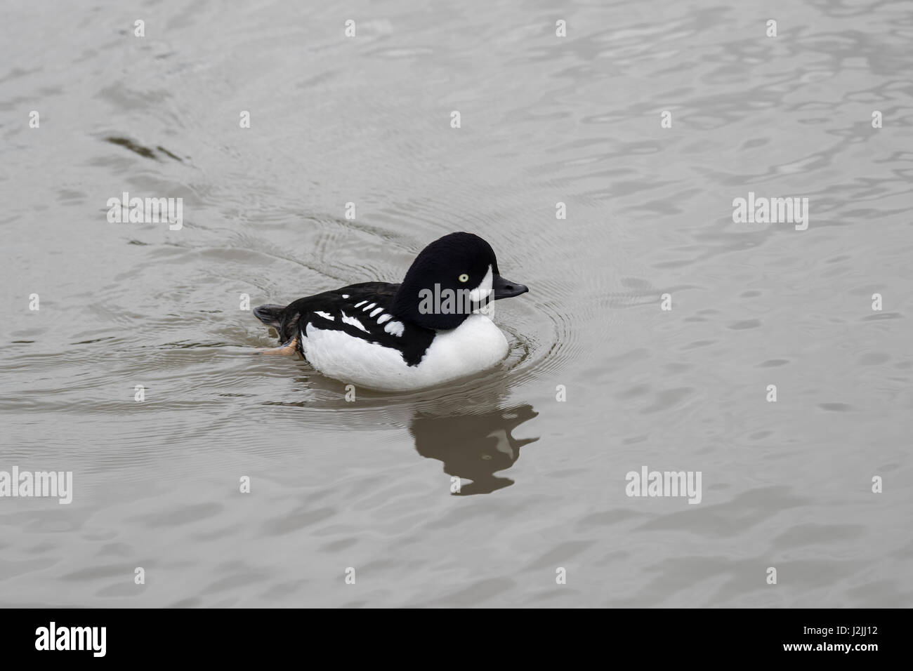 Barrow's Goldeneye sea duck Stock Photo - Alamy