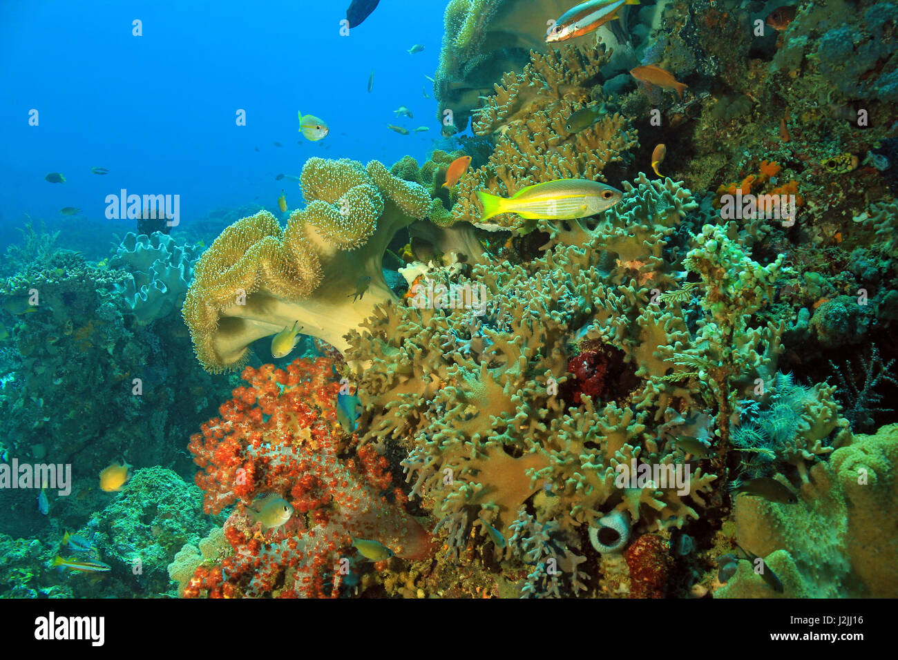 Colorful Coral Reef against Blue Water. Dampier Strait, Raja Ampat ...