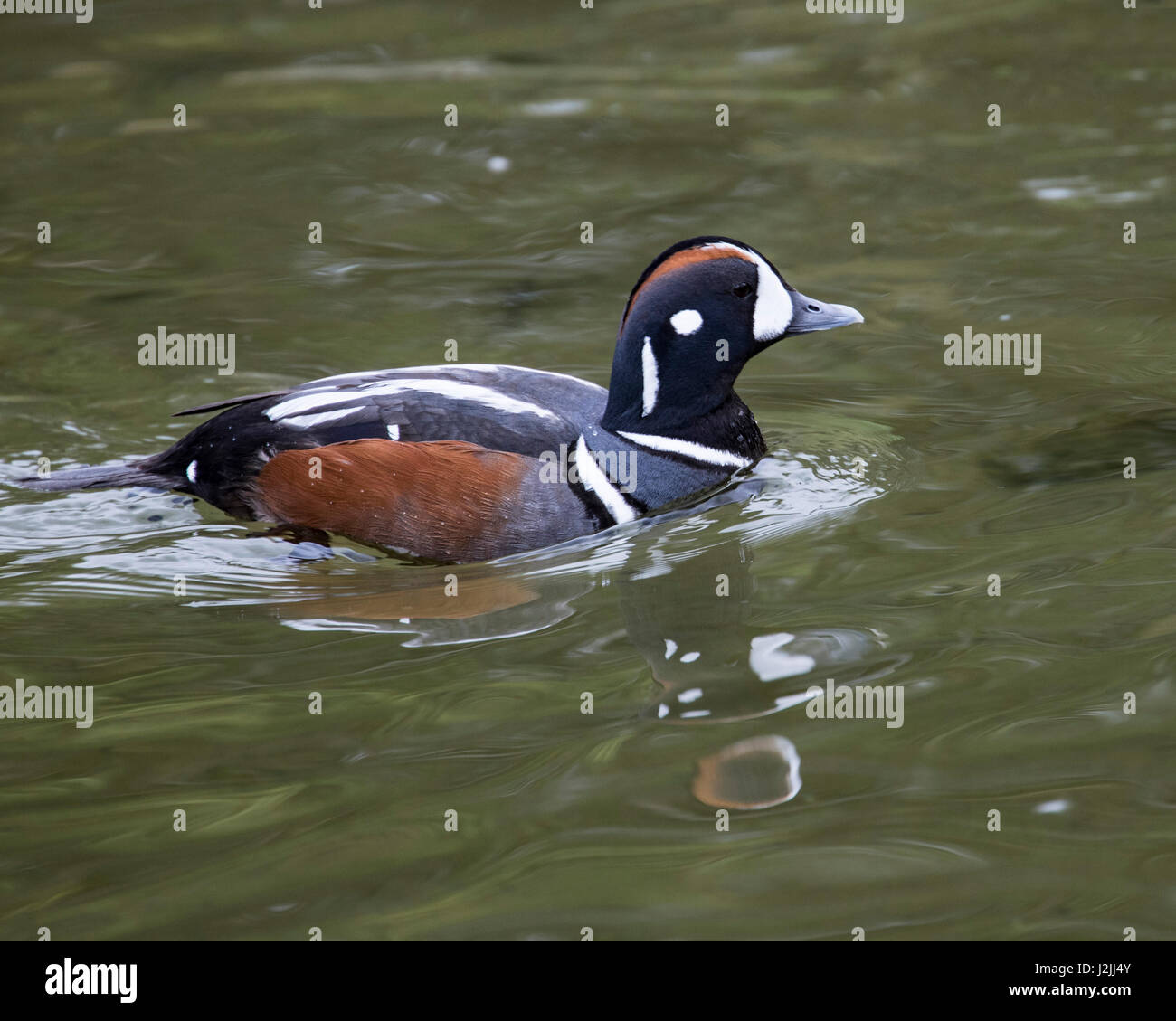 American sea duck hi-res stock photography and images - Alamy