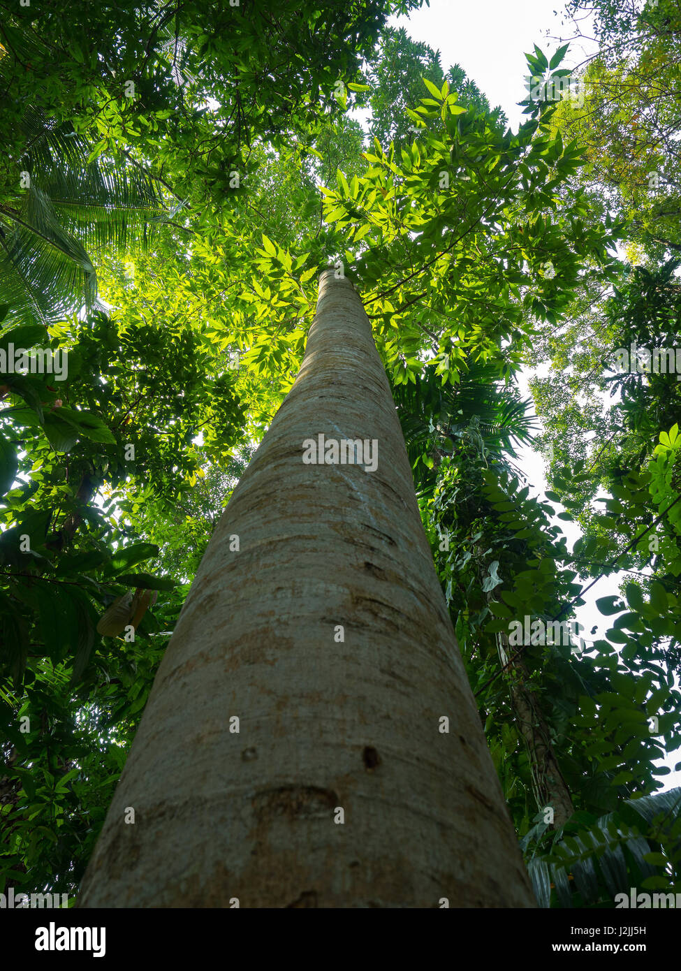 Tropical high tree in the forest of Sri-Lanka Stock Photo - Alamy