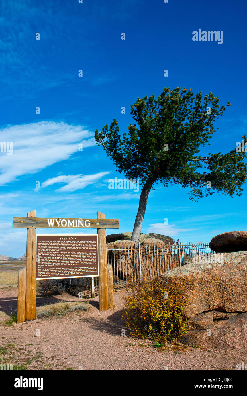 USA, Wyoming, Buford, Lone tree and Tree Rock a twisted Limber Pine ...