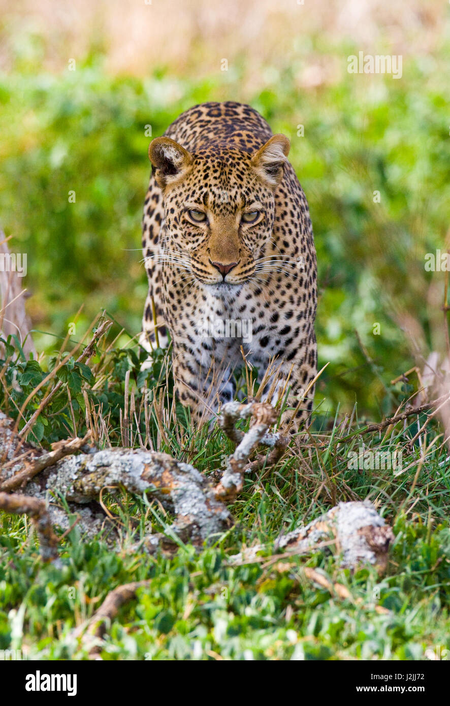 Hiding behavior in cats hi-res stock photography and images - Alamy