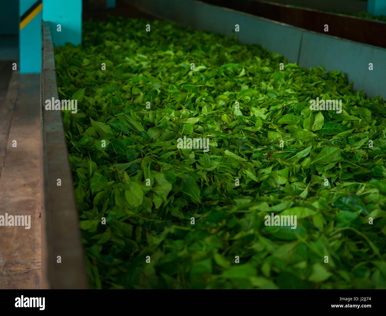 Production of processing tea leaves. Sri Lanka Stock Photo - Alamy