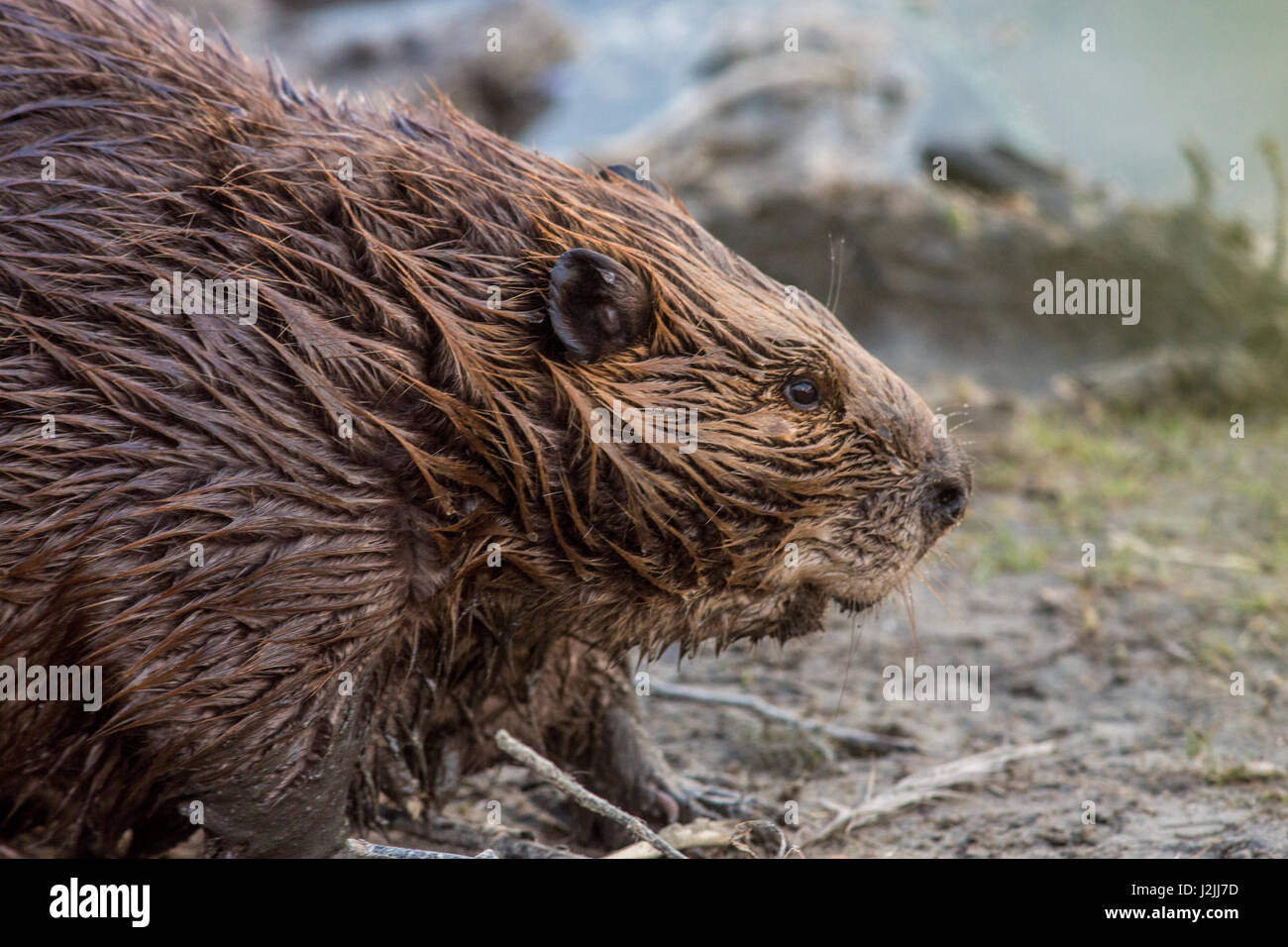 Beaver in Grand Teton National Park, Wyoming, USA Stock Photo - Alamy