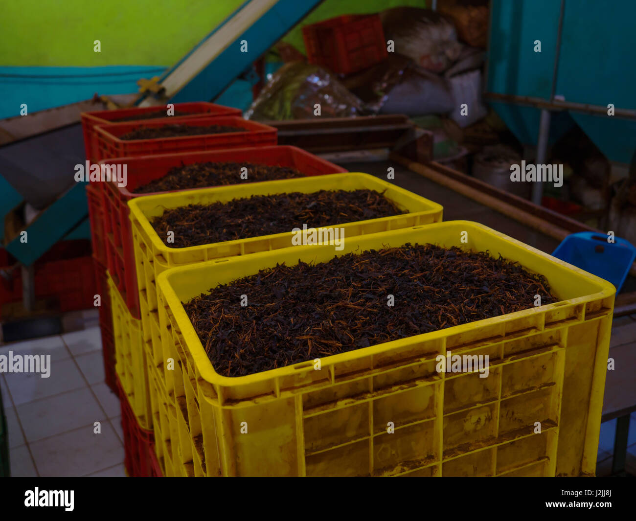 Production of processing tea leaves. Sri Lanka Stock Photo - Alamy