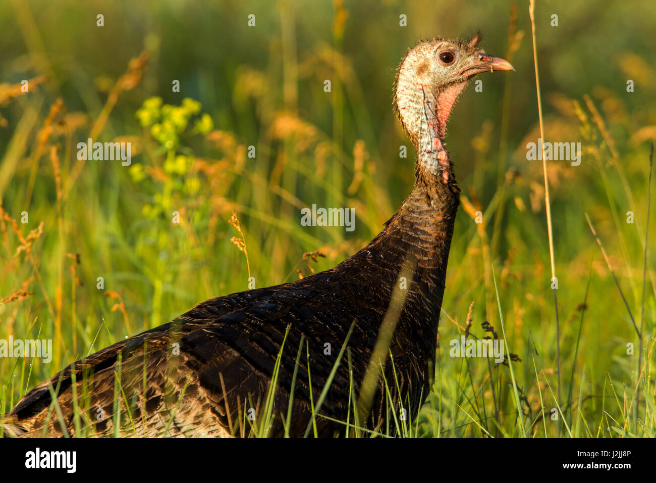 Turkey hen in Devils Tower National Monument, Wyoming, USA Stock Photo ...