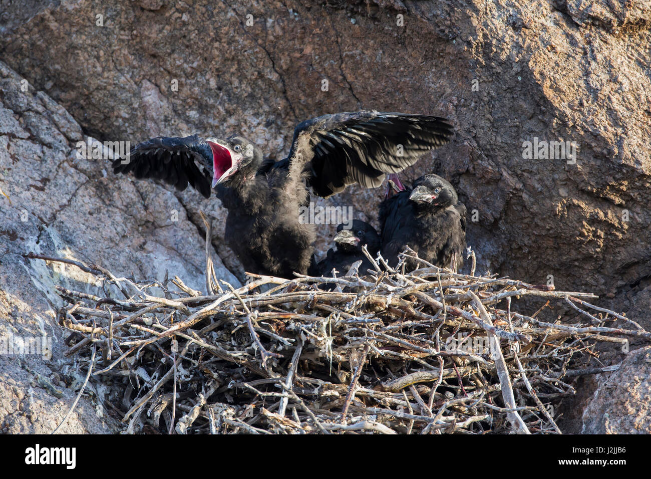Raven corvus corax in nest hi-res stock photography and images - Alamy