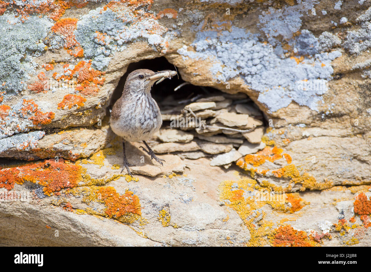 Usa Wyoming Sublette County Rock Wren With Grasshopper To Feed Young In Nest Stock Photo Alamy