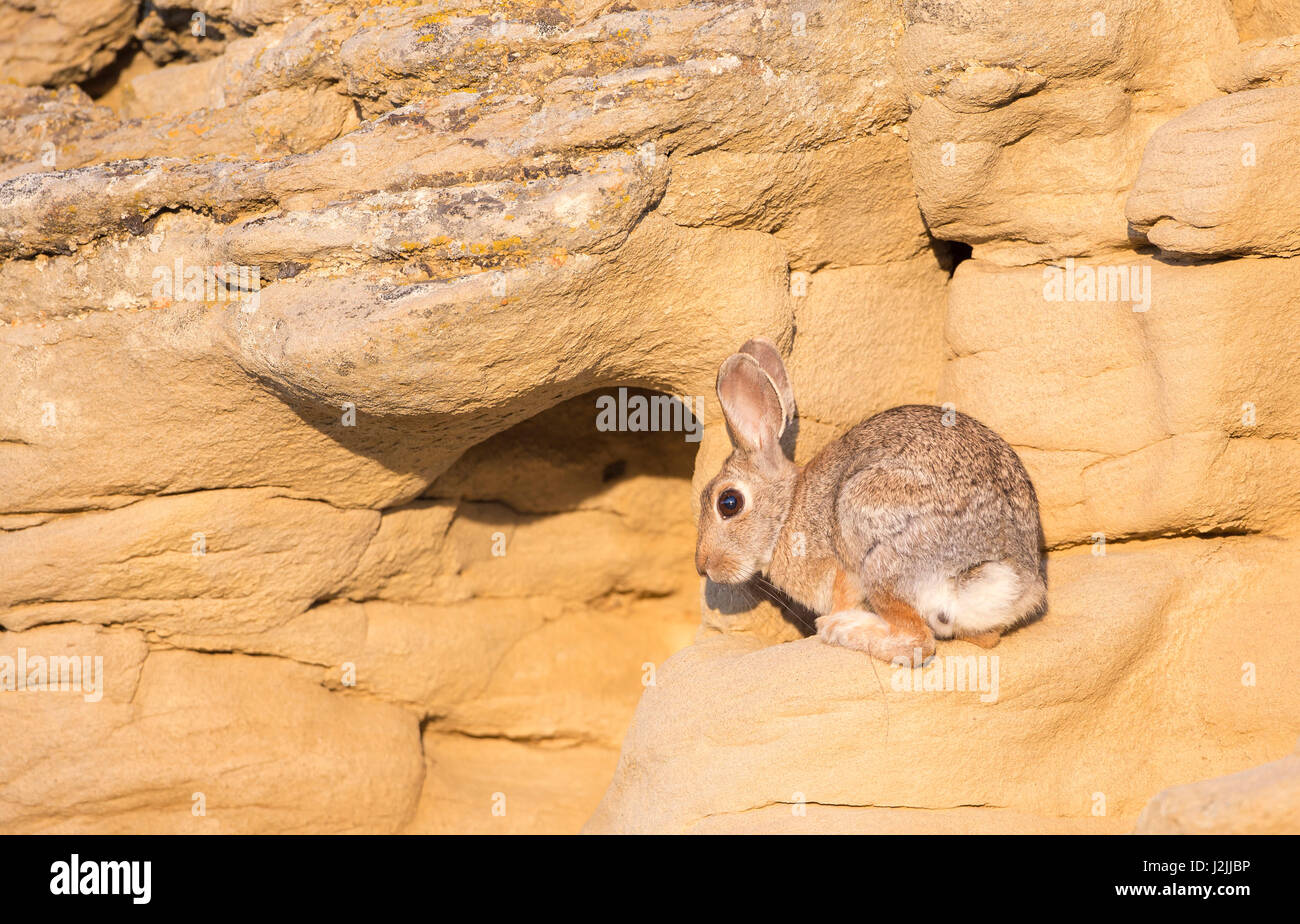 Nuttalls cottontail hi-res stock photography and images - Alamy