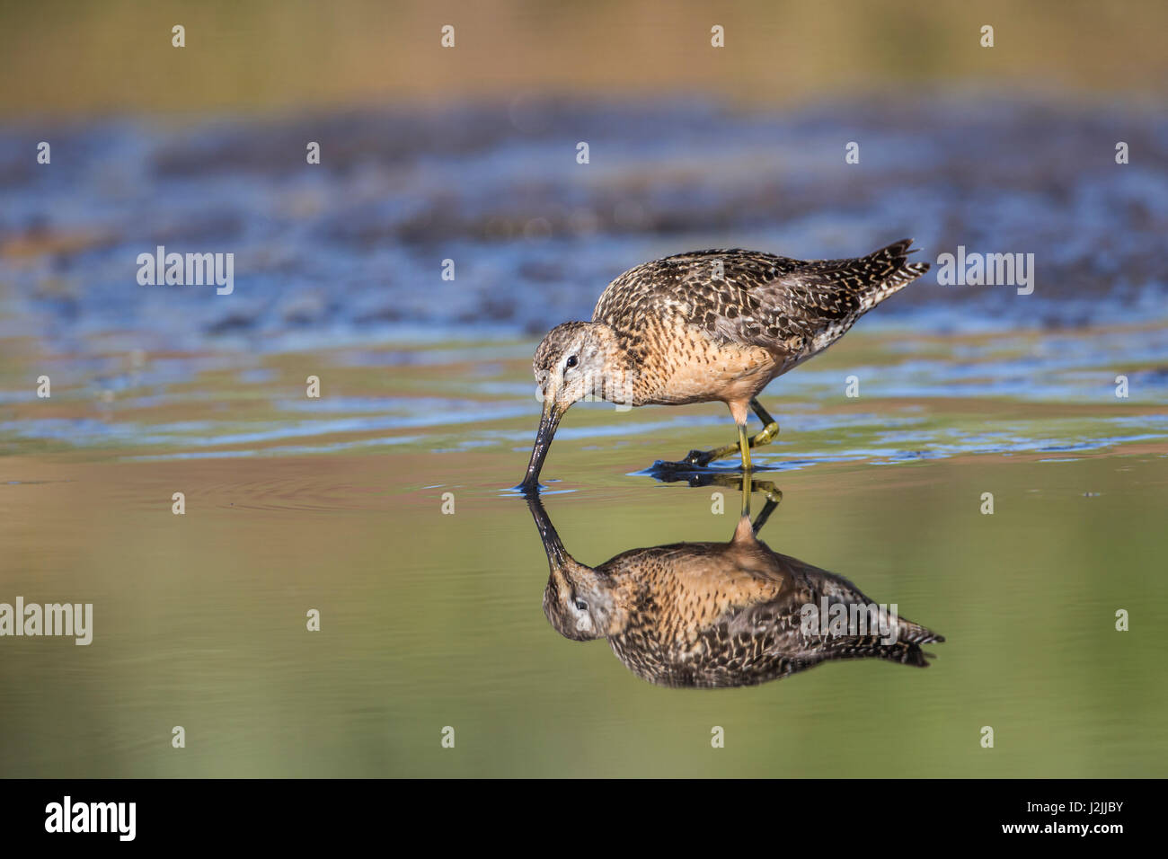 Long billed dowitcher and reflection hi-res stock photography and ...