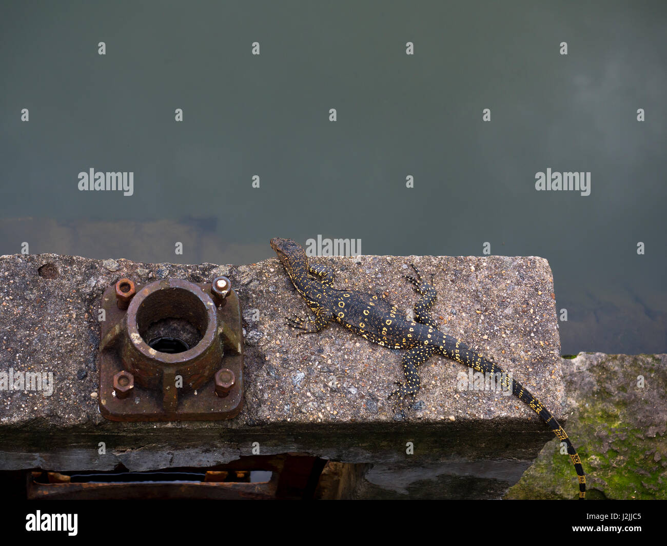 India water monitor lizard varanus hi-res stock photography and images ...