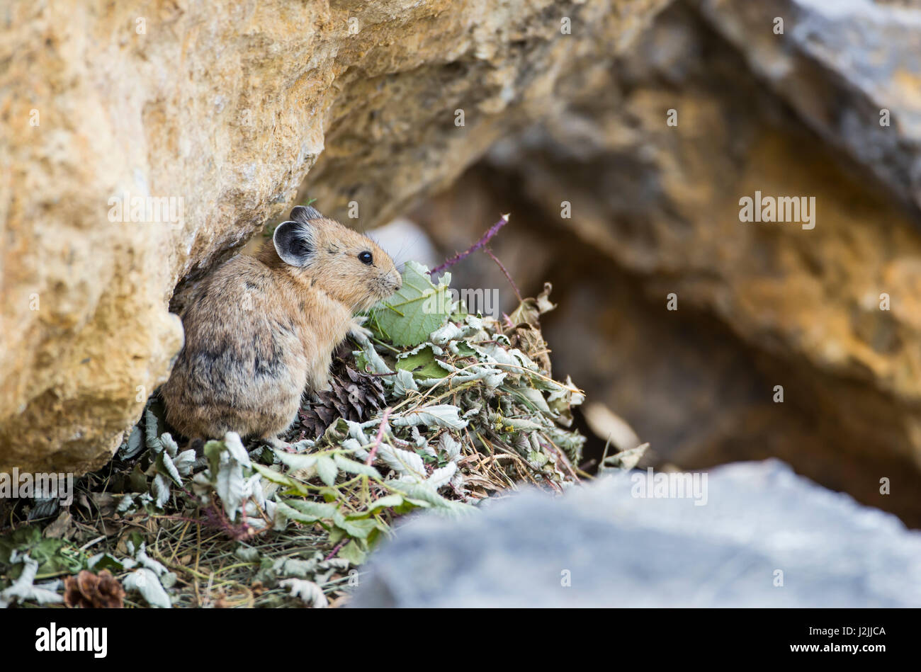 USA, Wyoming, Sublette County, Pika adding plants to haystack for ...