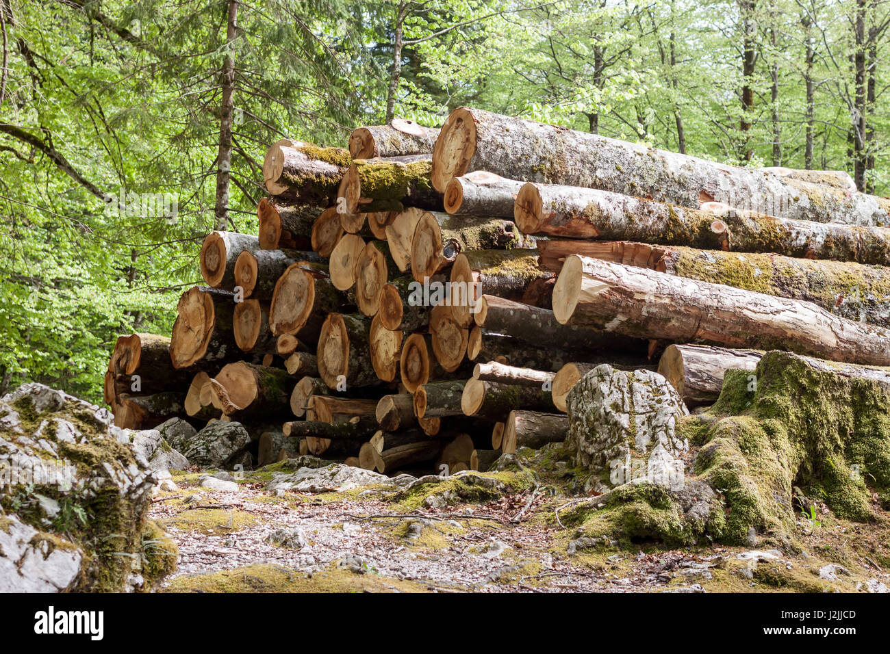 pile of logs in the forest Stock Photo - Alamy