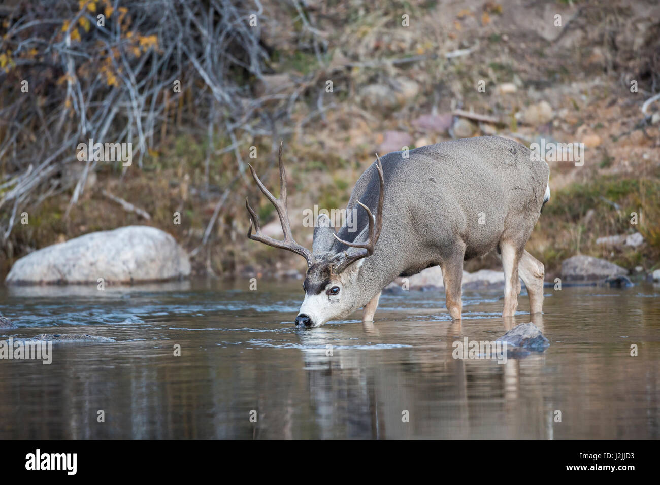USA, Wyoming, Sublette County, Mule Deer buck drinking water from river ...