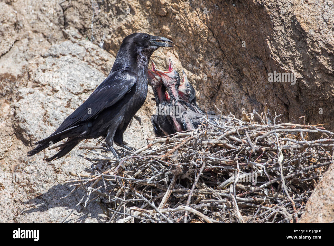 USA, Wyoming, Sublette County, Common Raven feeding cicadas to young ...