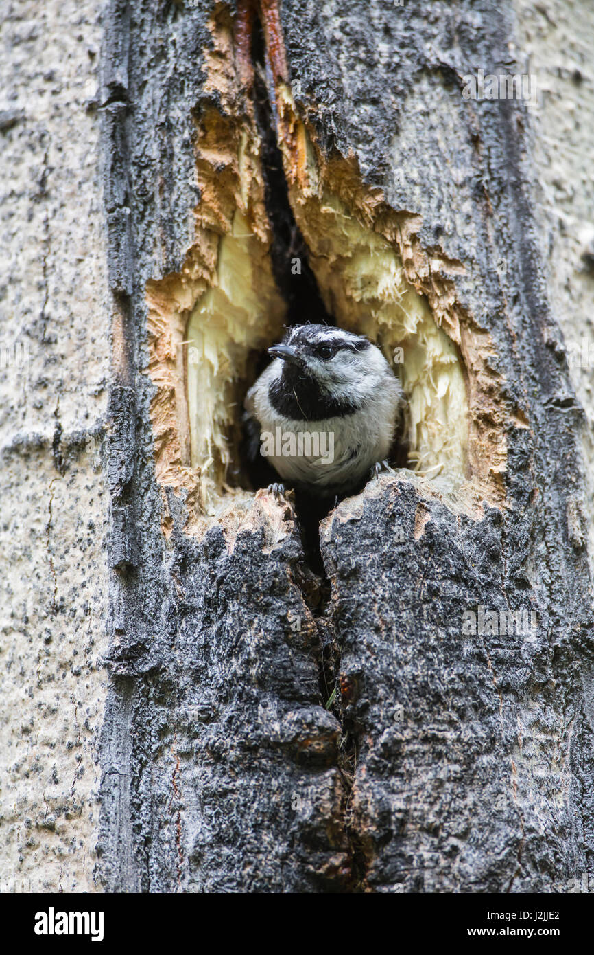 USA, Wyoming, Sublette County, Mountain Chickadee at nest cavity in ...