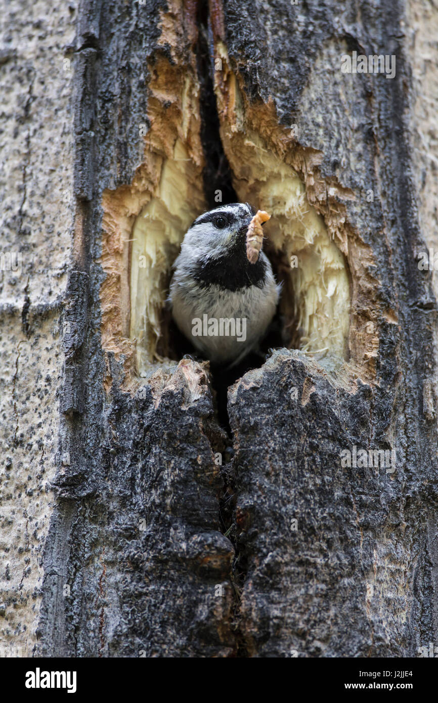 USA, Wyoming, Sublette County, Mountain Chickadee at nest cavity in ...