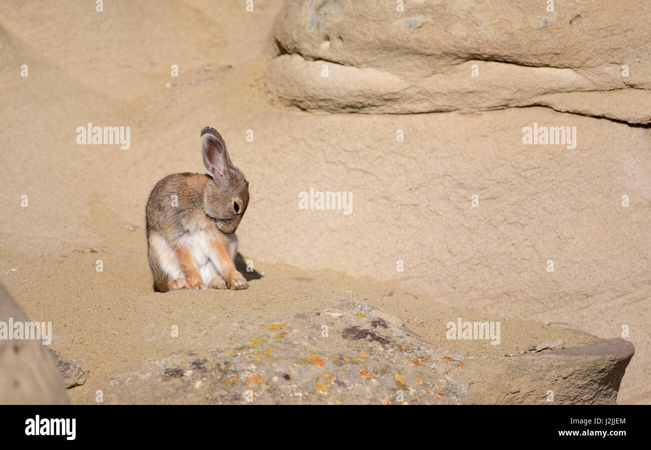 USA, Wyoming, Sublette County, Cottontail Rabbit breening shoulder in ...