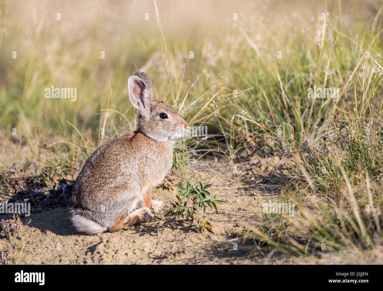 USA, Wyoming, Sublette County, Cottontail Rabbit Stock Photo - Alamy