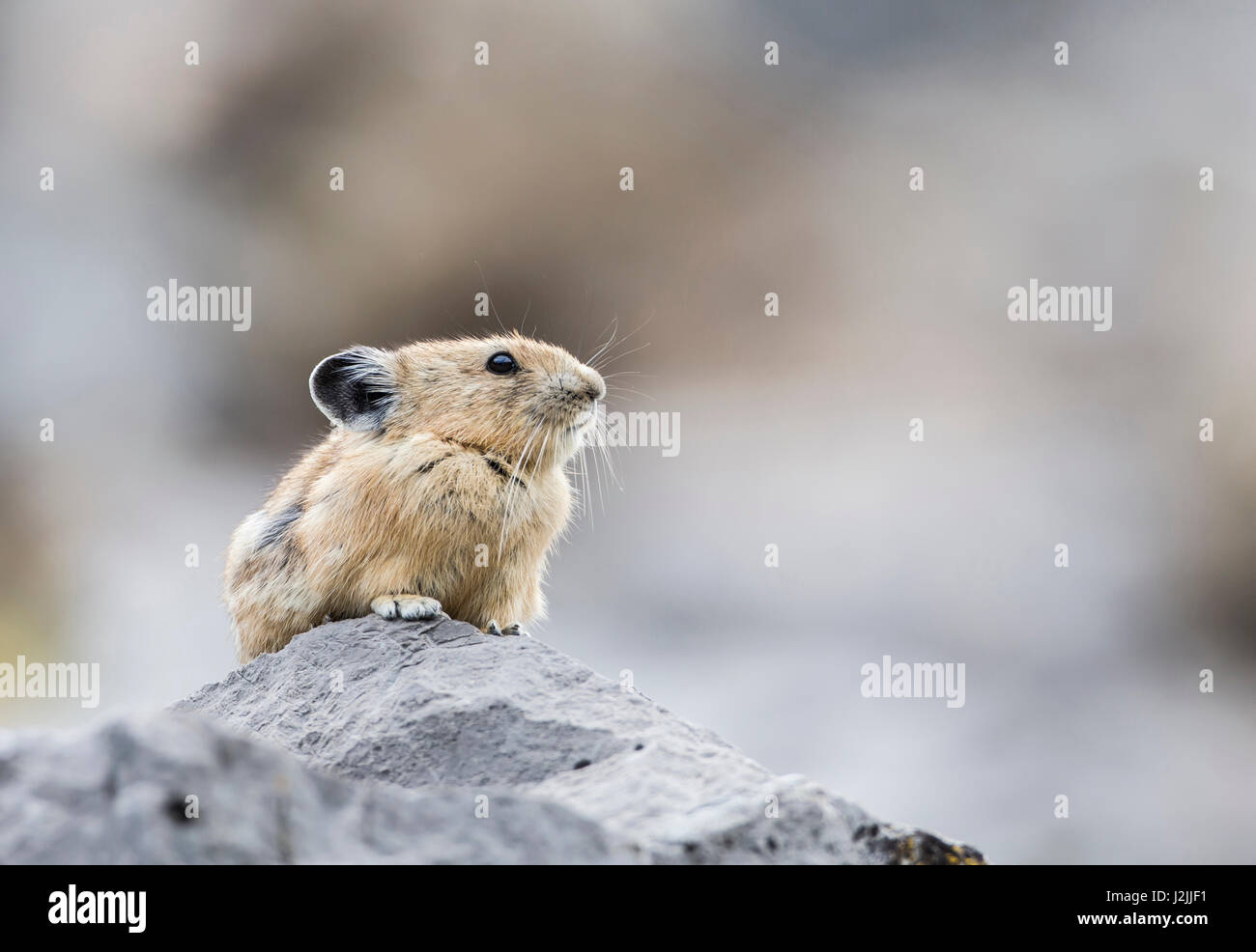 USA, Wyoming, Sublette County, Pica sitting on rock Stock Photo - Alamy