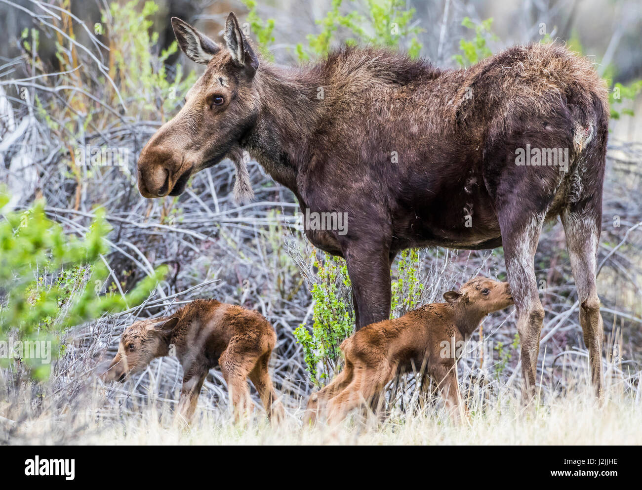 Usa, Wyoming, Sublette County, a cow moose stands by her twin newborn ...