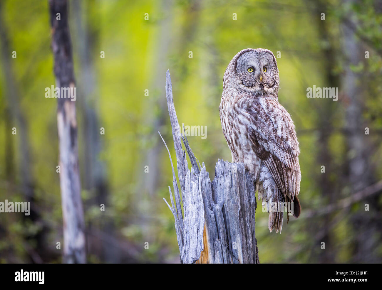 Usa, Wyoming, Grand Teton National Park, an adult Great Gray Owl sits ...