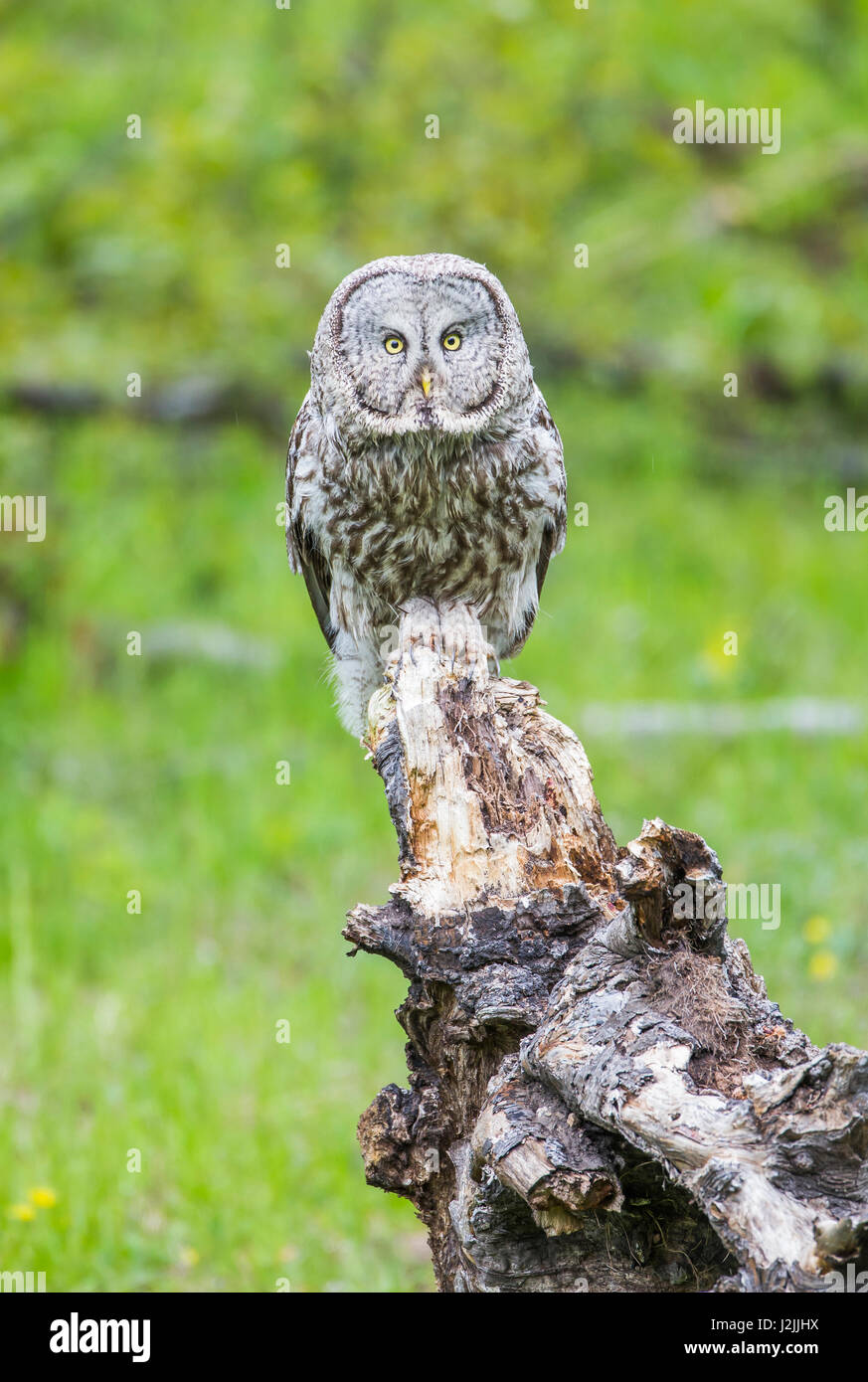 Usa, Wyoming, Grand Teton National Park, an adult Great Gray Owl stares ...