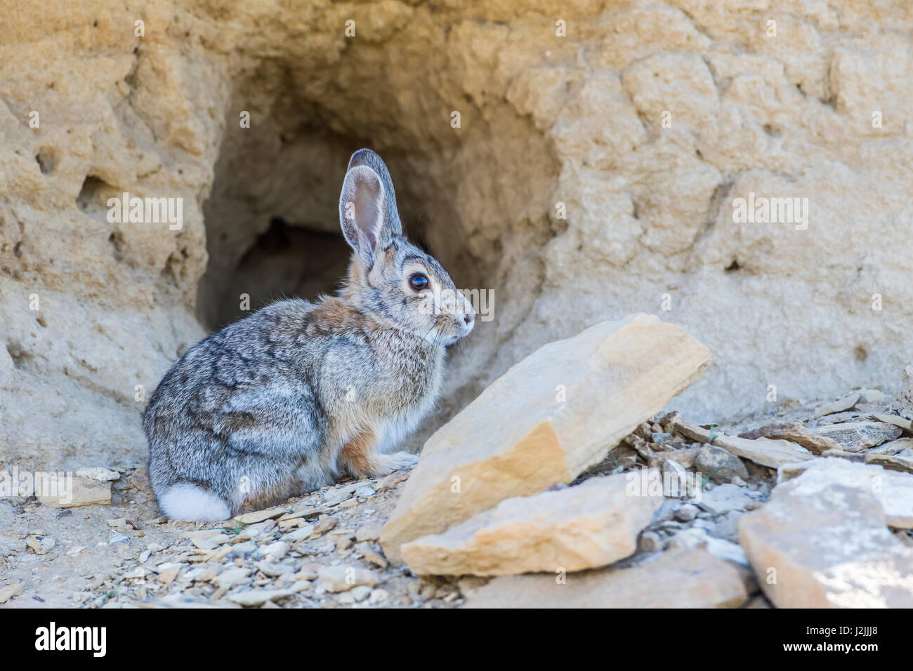 Desert cottontail rabbit sitting hi-res stock photography and images ...