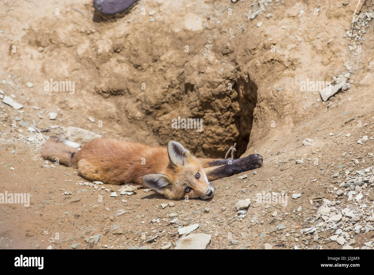 Desert kit fox den hi-res stock photography and images - Alamy