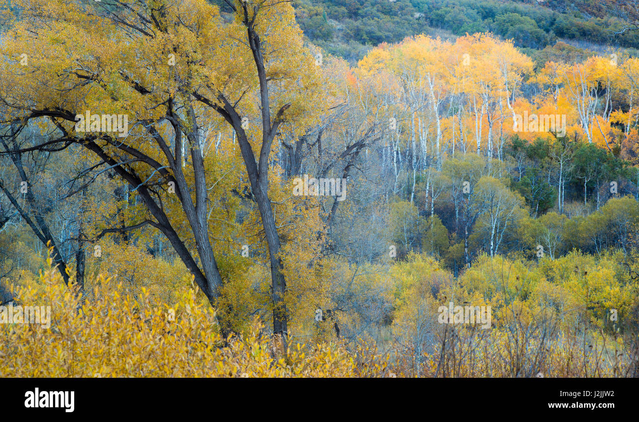 Aspen Trees in the Fall (Large format sizes available Stock Photo - Alamy