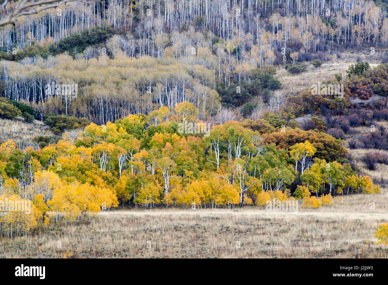 Aspen Trees in the Fall (Large format sizes available Stock Photo - Alamy