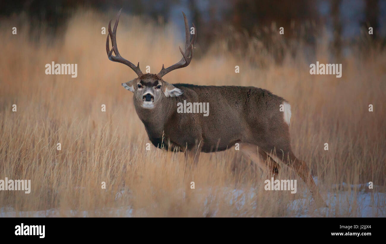 Wapiti, Wyoming. USA. Five Point Mule Deer about to charge Stock Photo ...