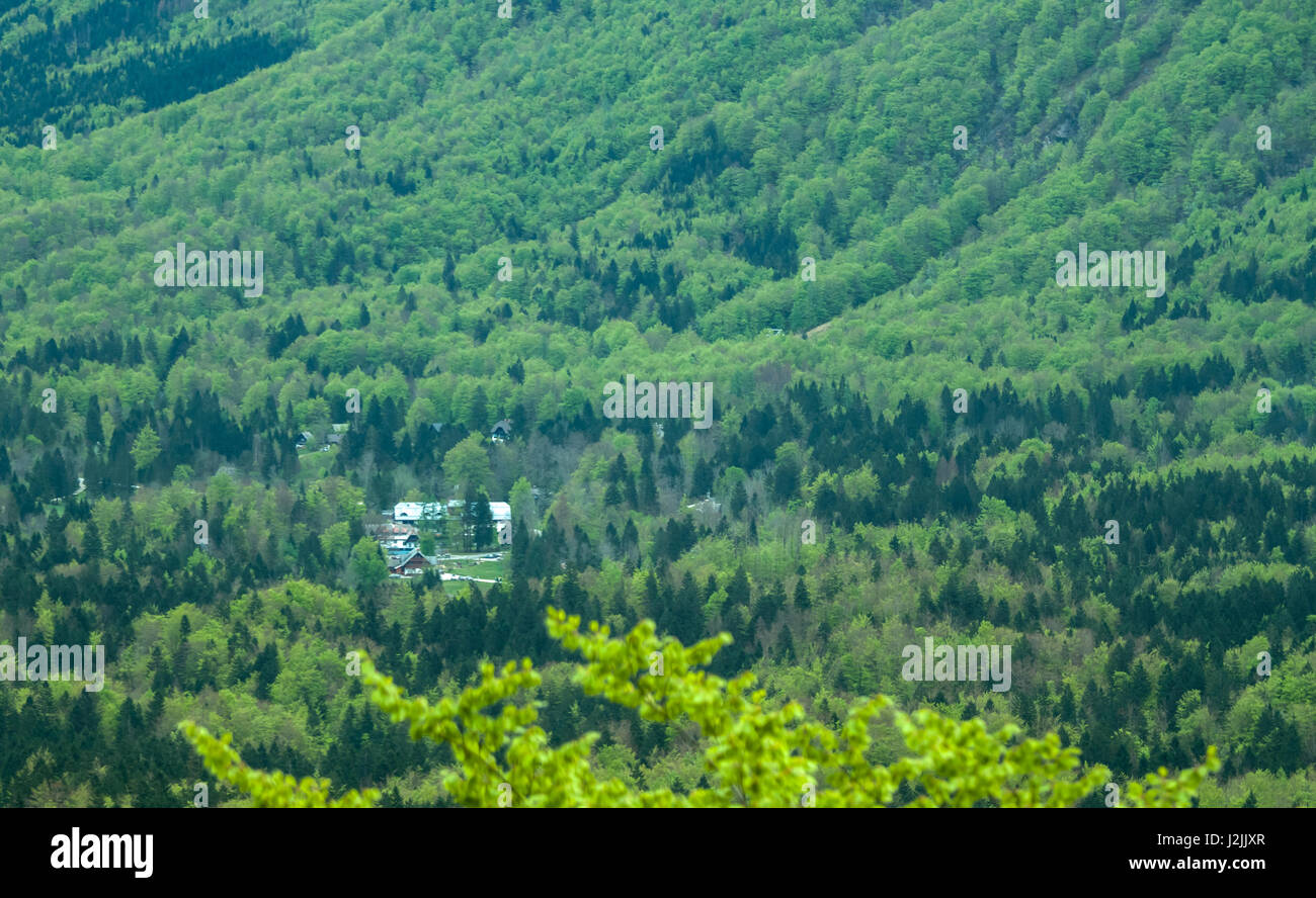 Spring forest on mountain hi-res stock photography and images - Alamy