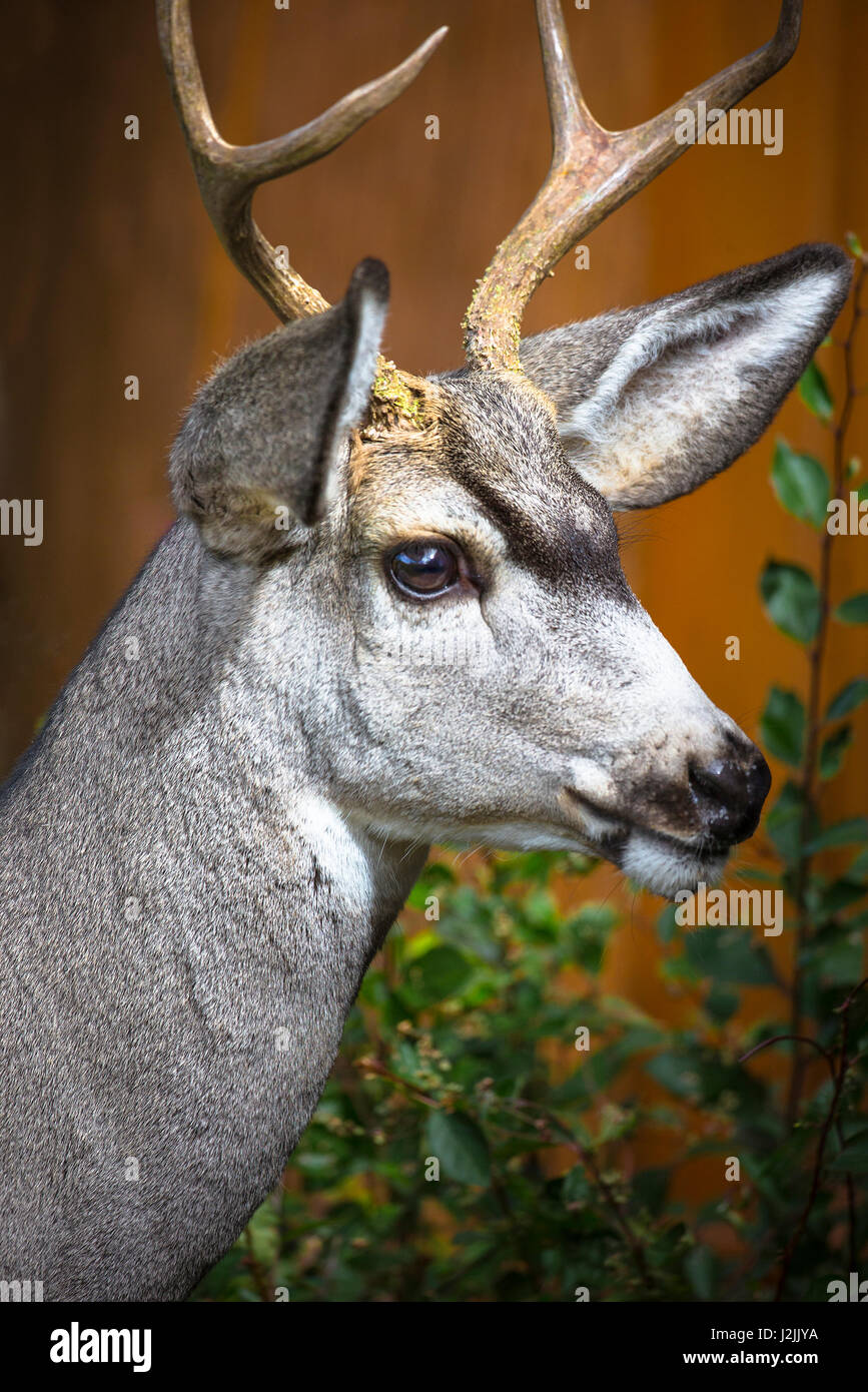 Mule profile close up hi-res stock photography and images - Alamy