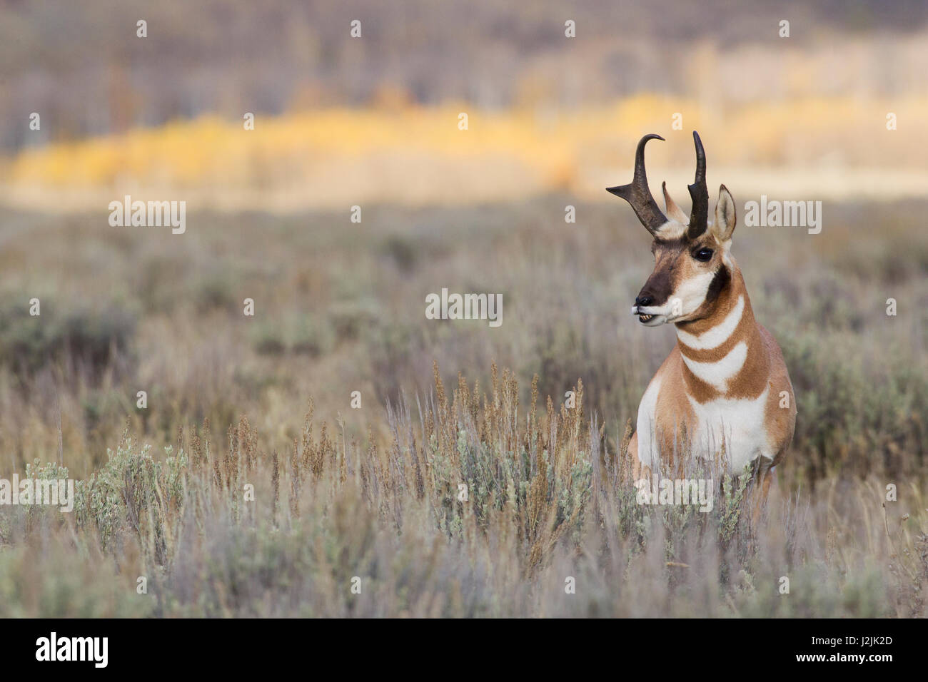 Pronghorn Antelope Buck Stock Photo - Alamy