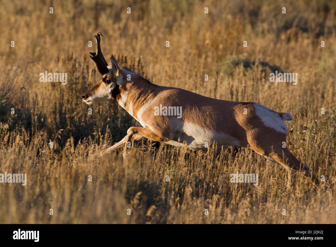 Pronghorn Antelope Buck Running Stock Photo - Alamy