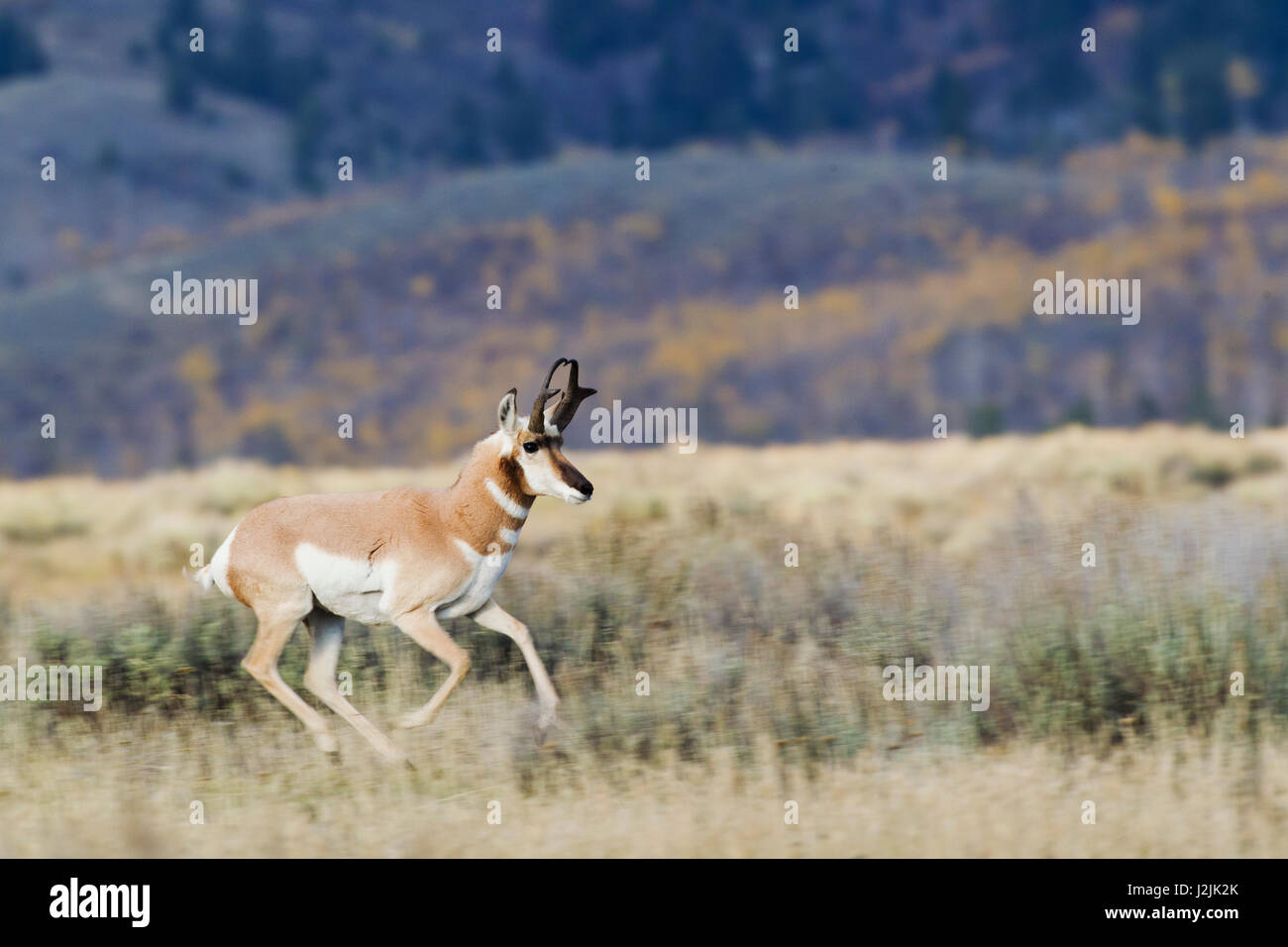 Pronghorn Antelope Buck Running Stock Photo - Alamy