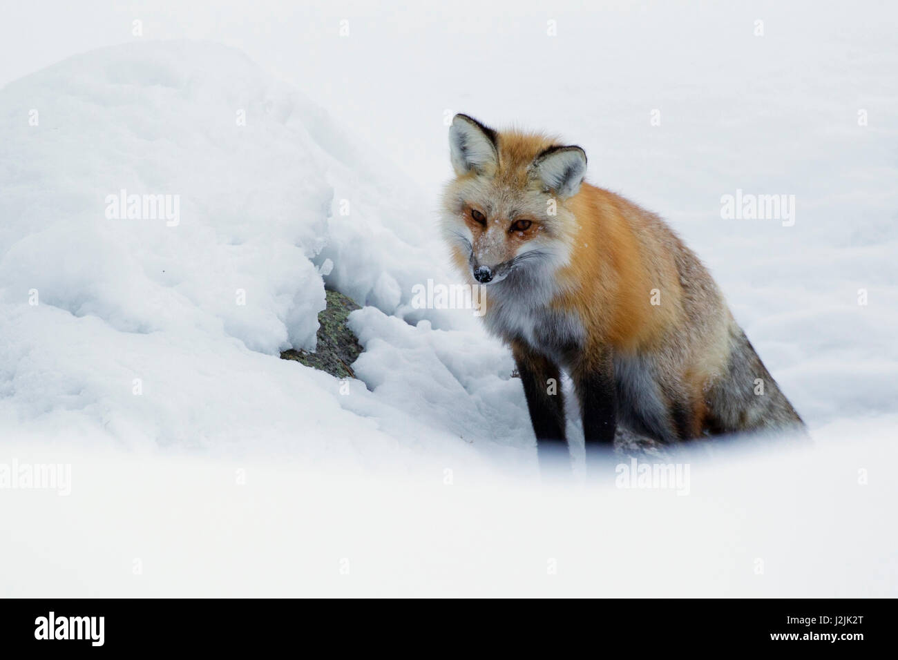 Red Fox in Winter Stock Photo - Alamy