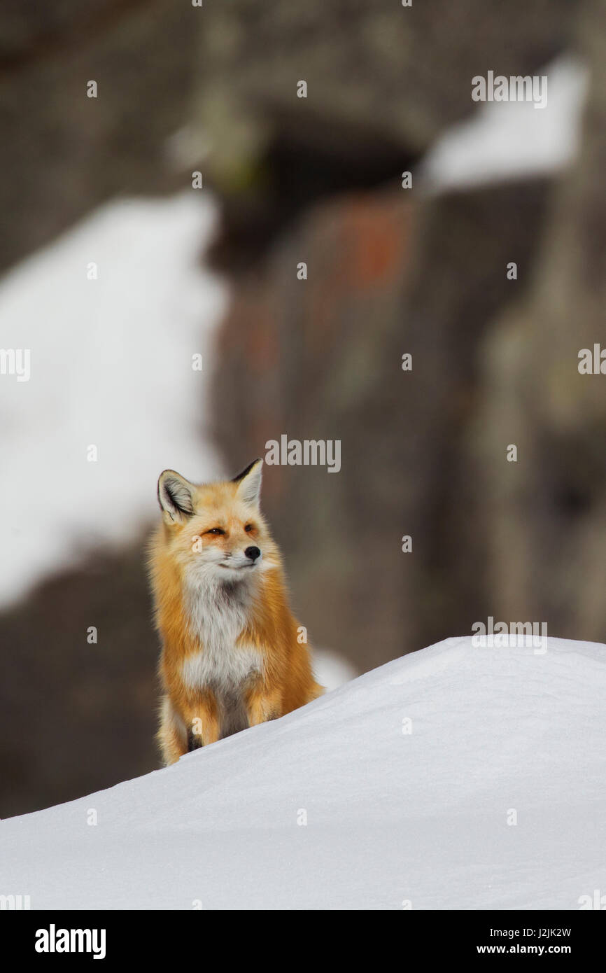 Red Fox in Winter Stock Photo - Alamy