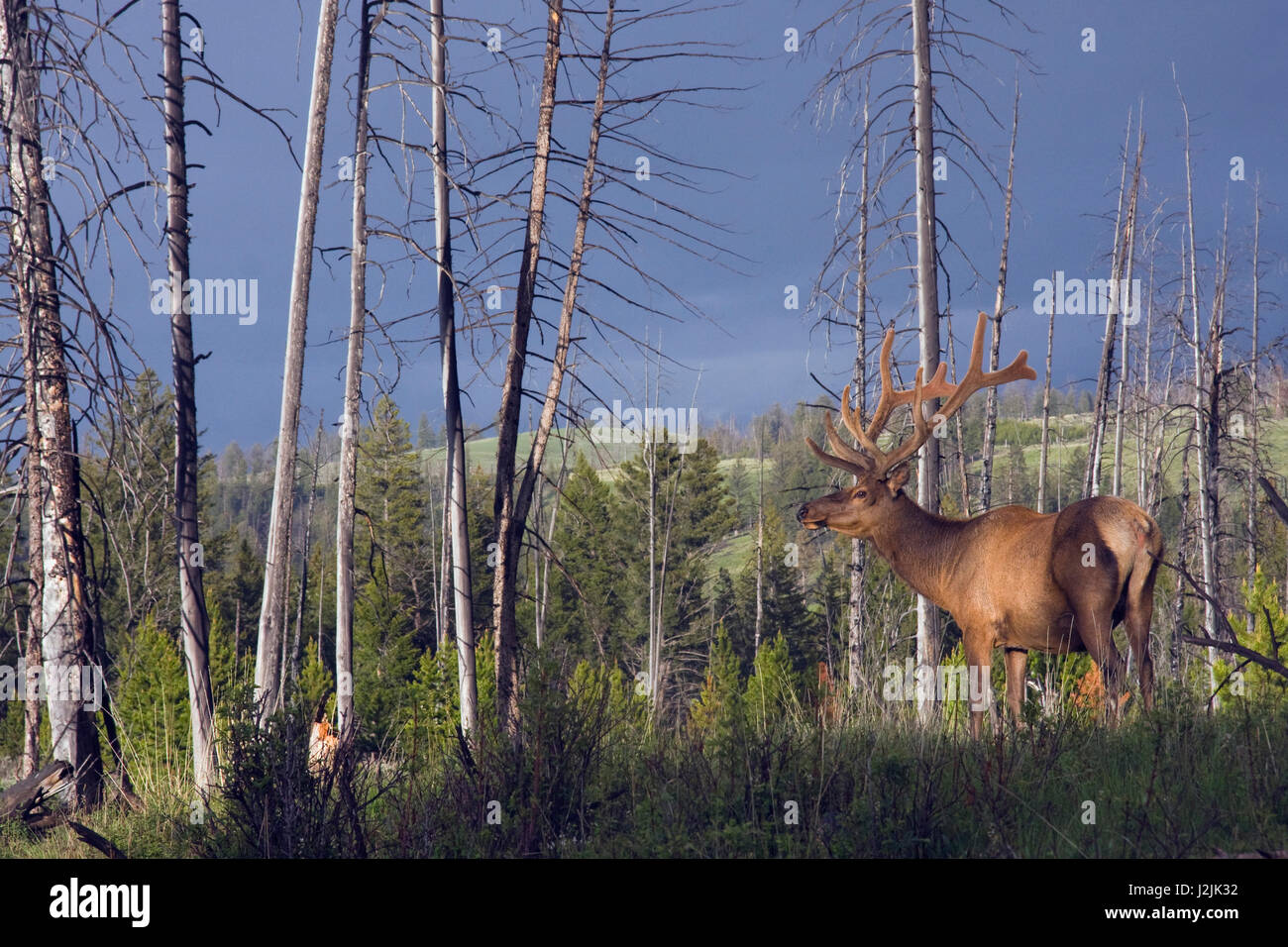Bull elk growing antlers hi-res stock photography and images - Alamy