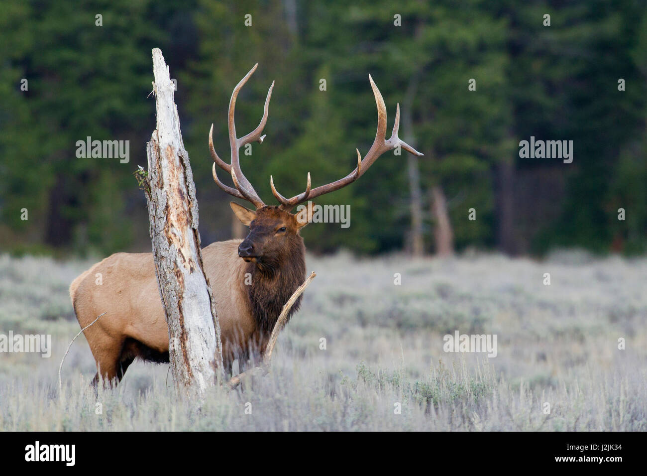 Rocky Mountain Bull Elk Stock Photo - Alamy