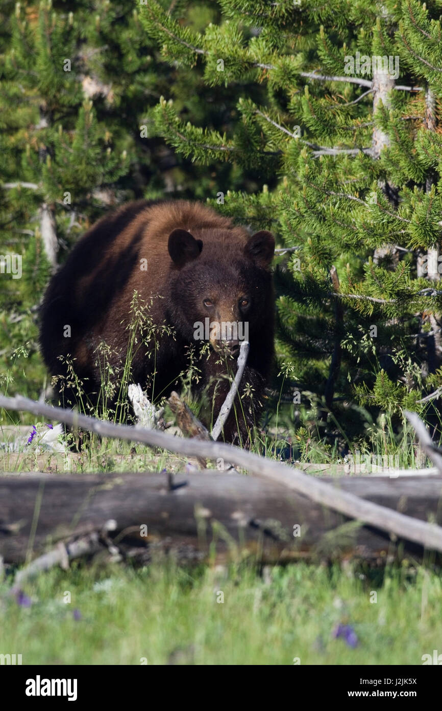 Black bear boar hi-res stock photography and images - Alamy